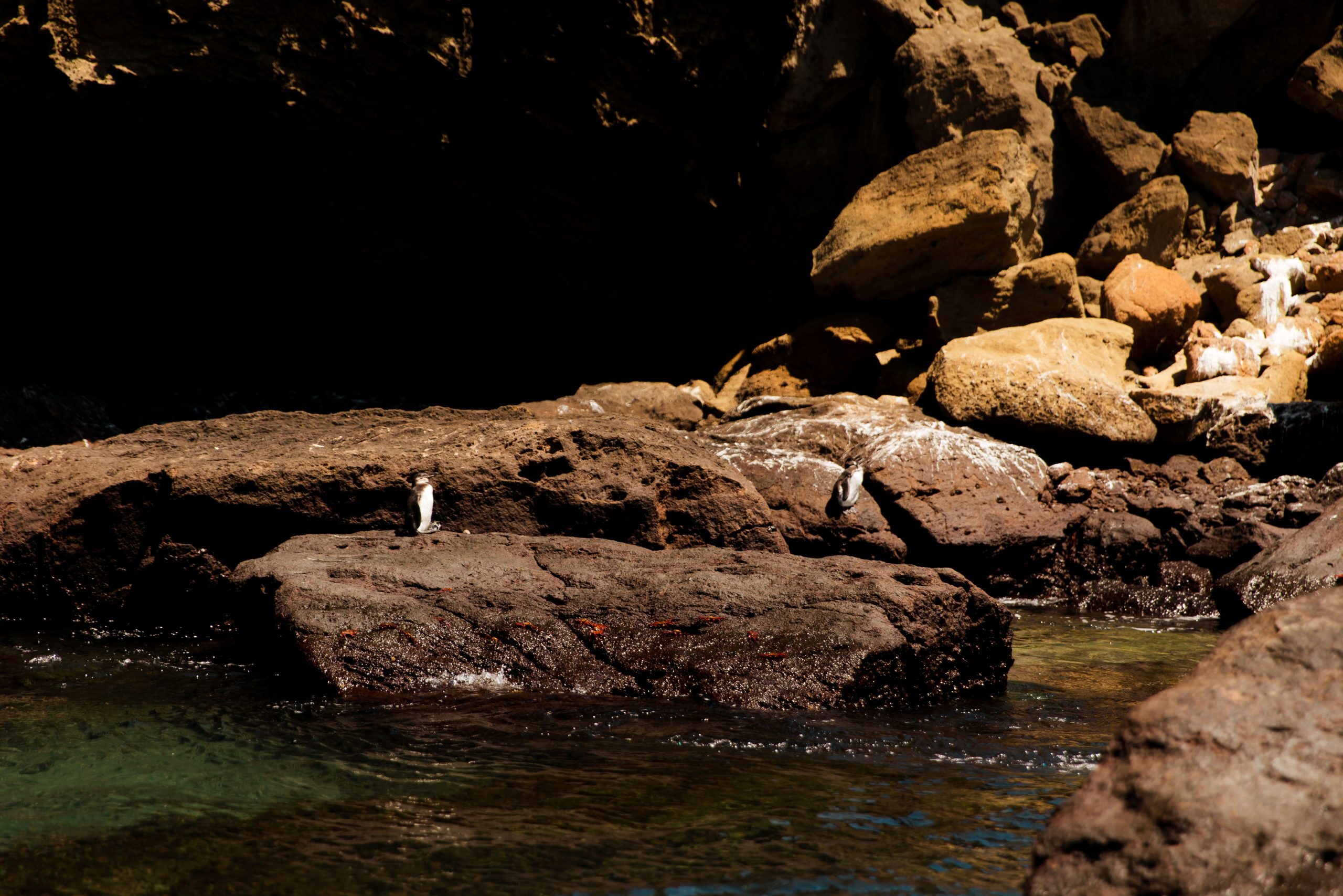 Galapagos Deep – Galapagos – Ecuador