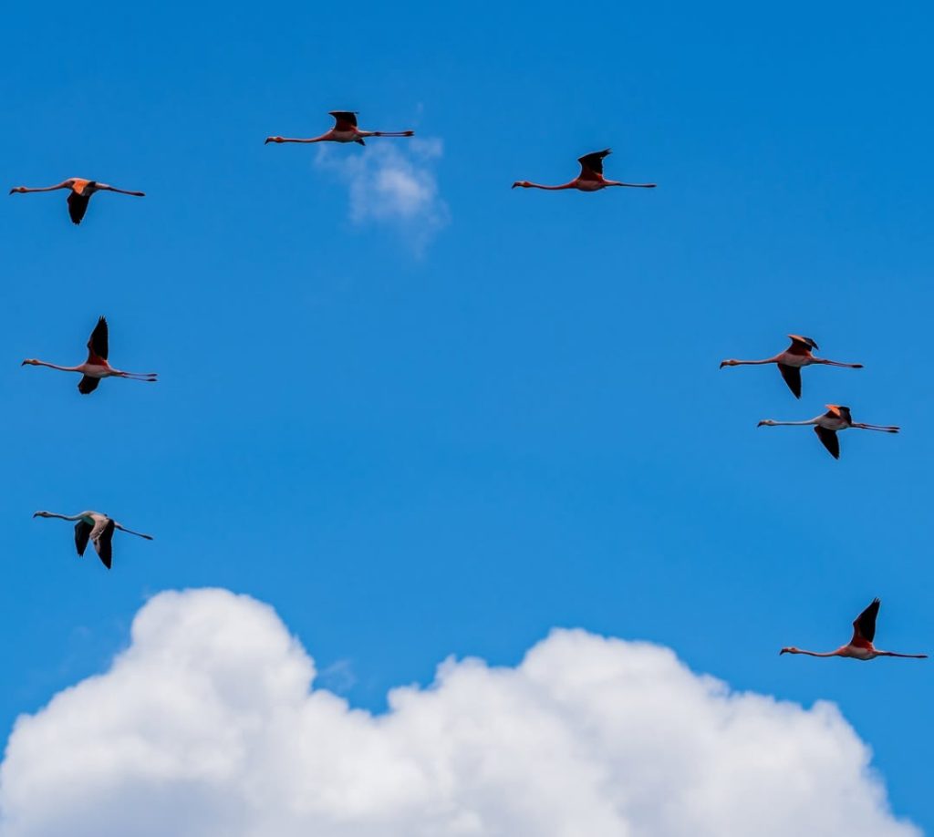 Free Tours – Galapagos Deep