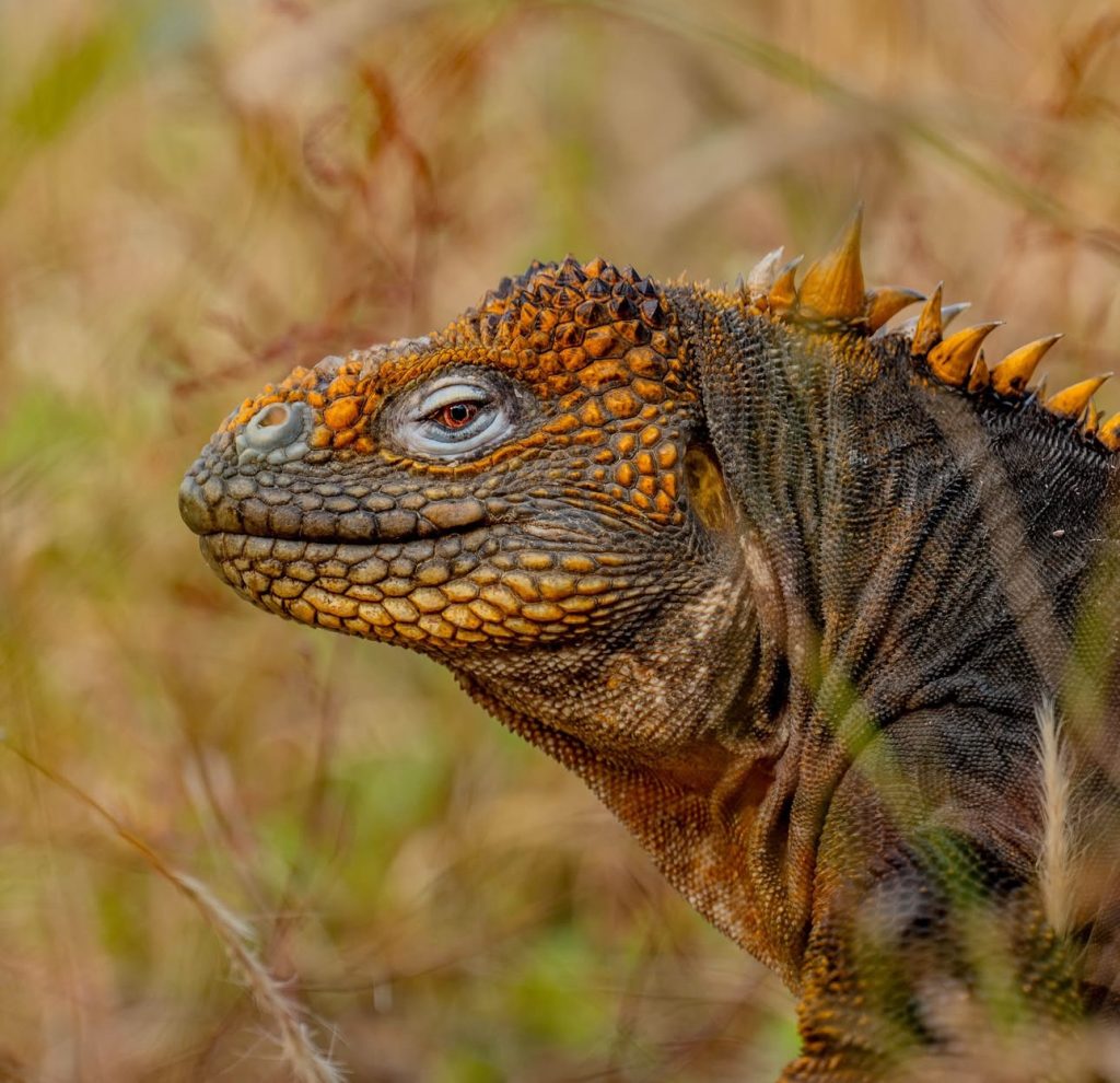 Galapagos Deep – Galapagos – Ecuador